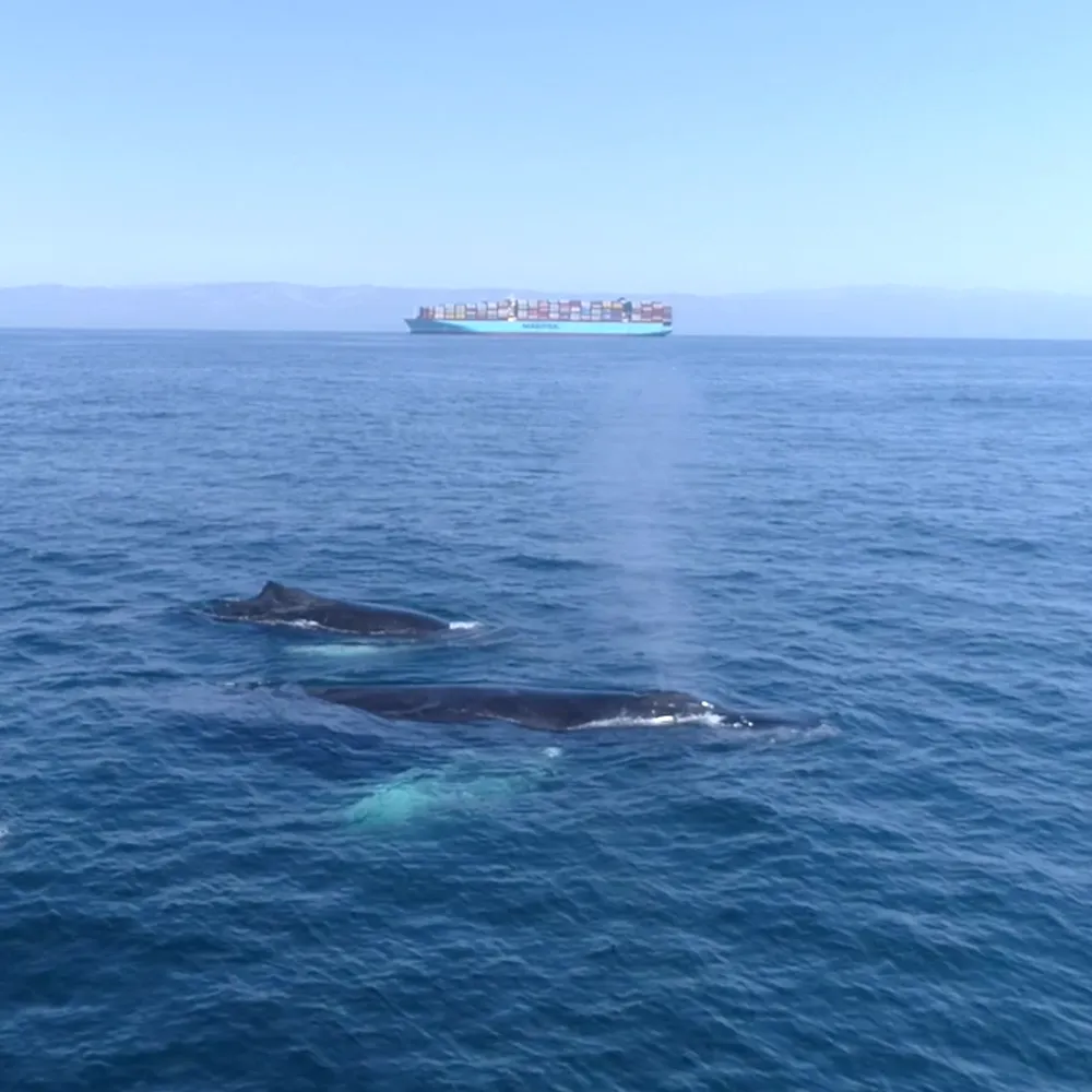 2024 Season Vessel Speed Reduction (VSR) Season Extension | Blue Whales ...