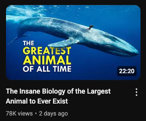 The Insane Biology of the Largest Animal to Ever Exist | Blue Whales ...
