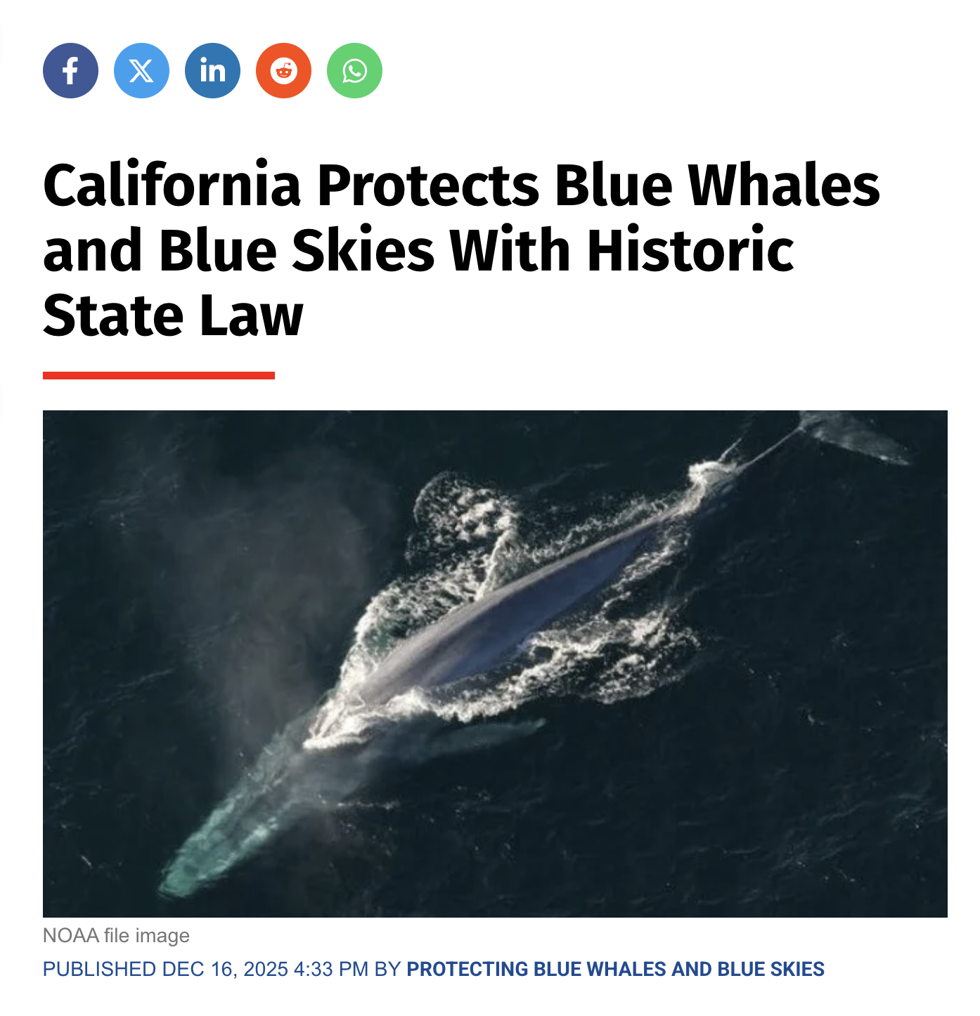California Protects Blue Whales and Blue Skies With Historic State Law ...