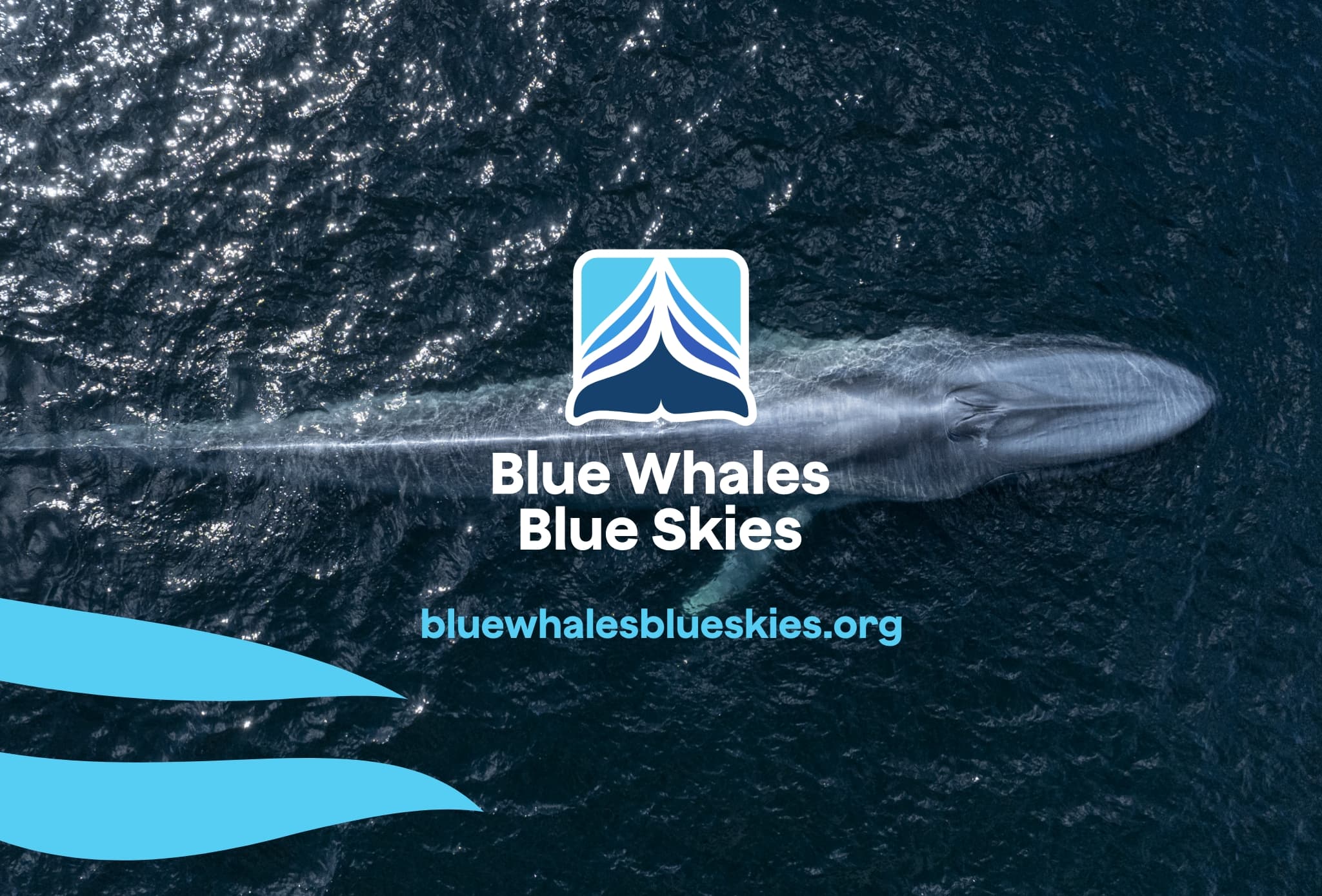 Working Together Toward Sustainable Wines | Blue Whales Blue Skies